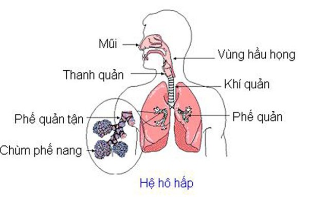 Video Giải phẫu và sinh lý học về hệ hô hấp - Yte123.com